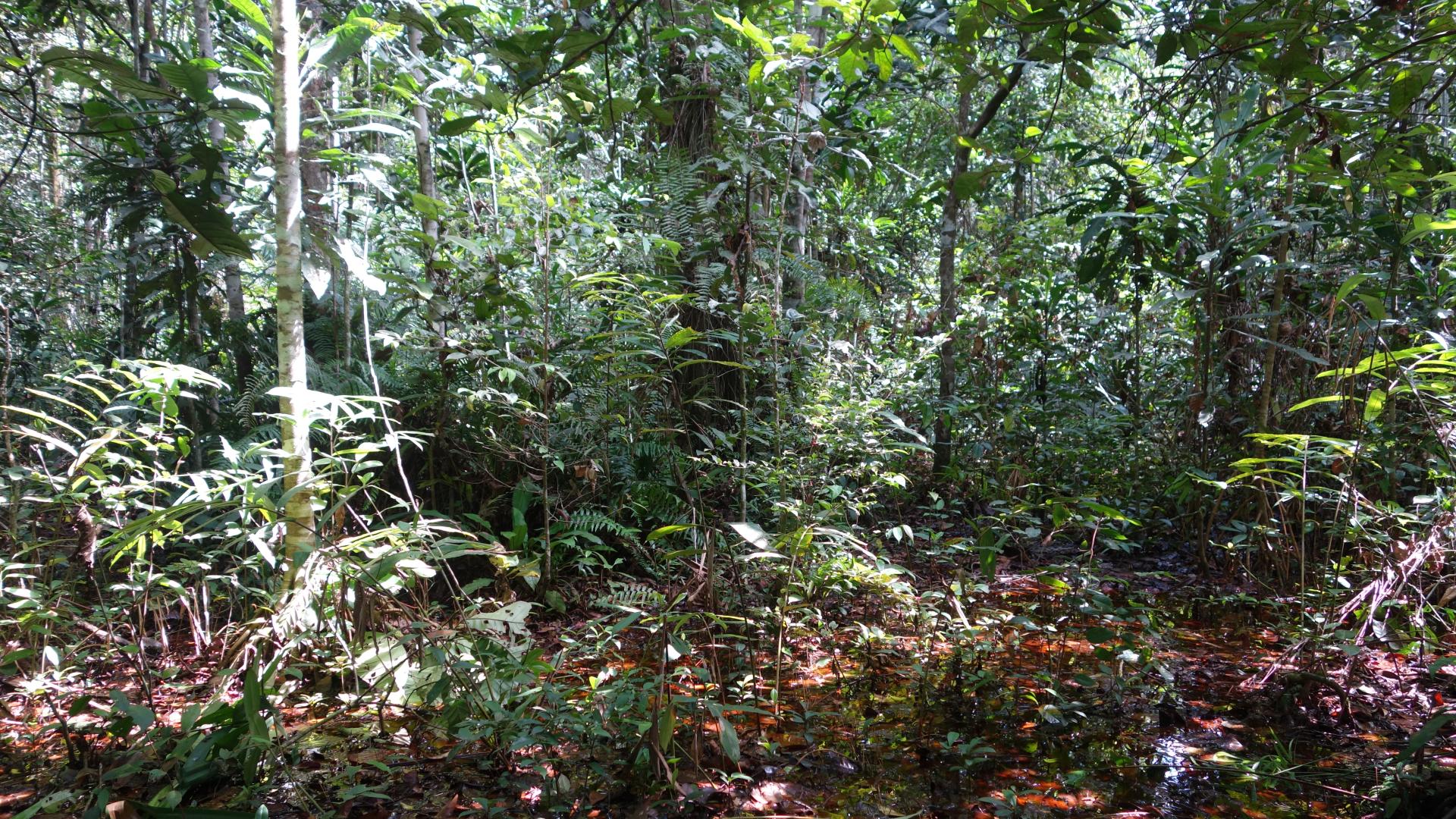 Home | Congo Basin Landscapes Initiative